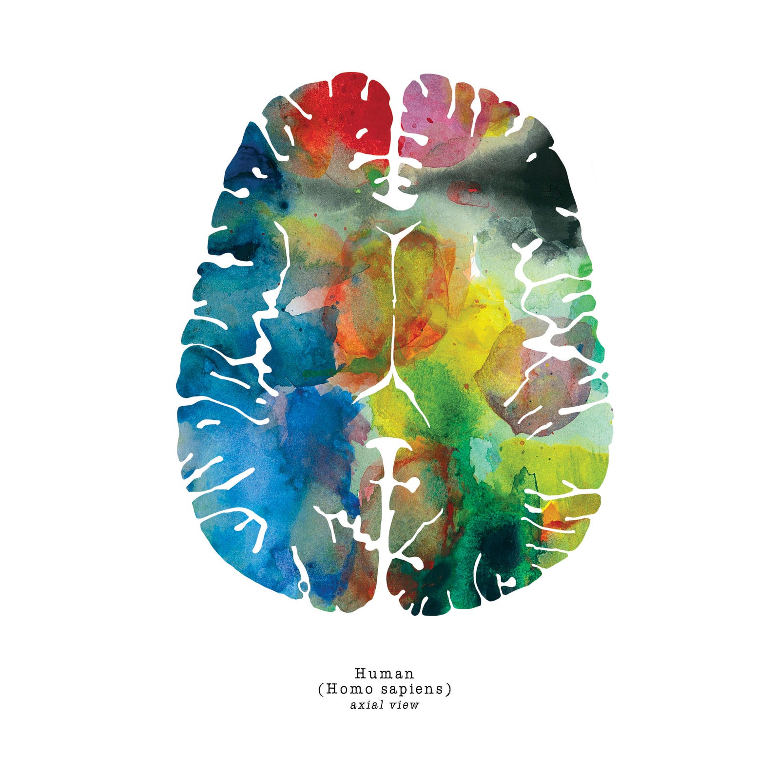 Human Brain Art Print Set Three 85 X 85 Etsy