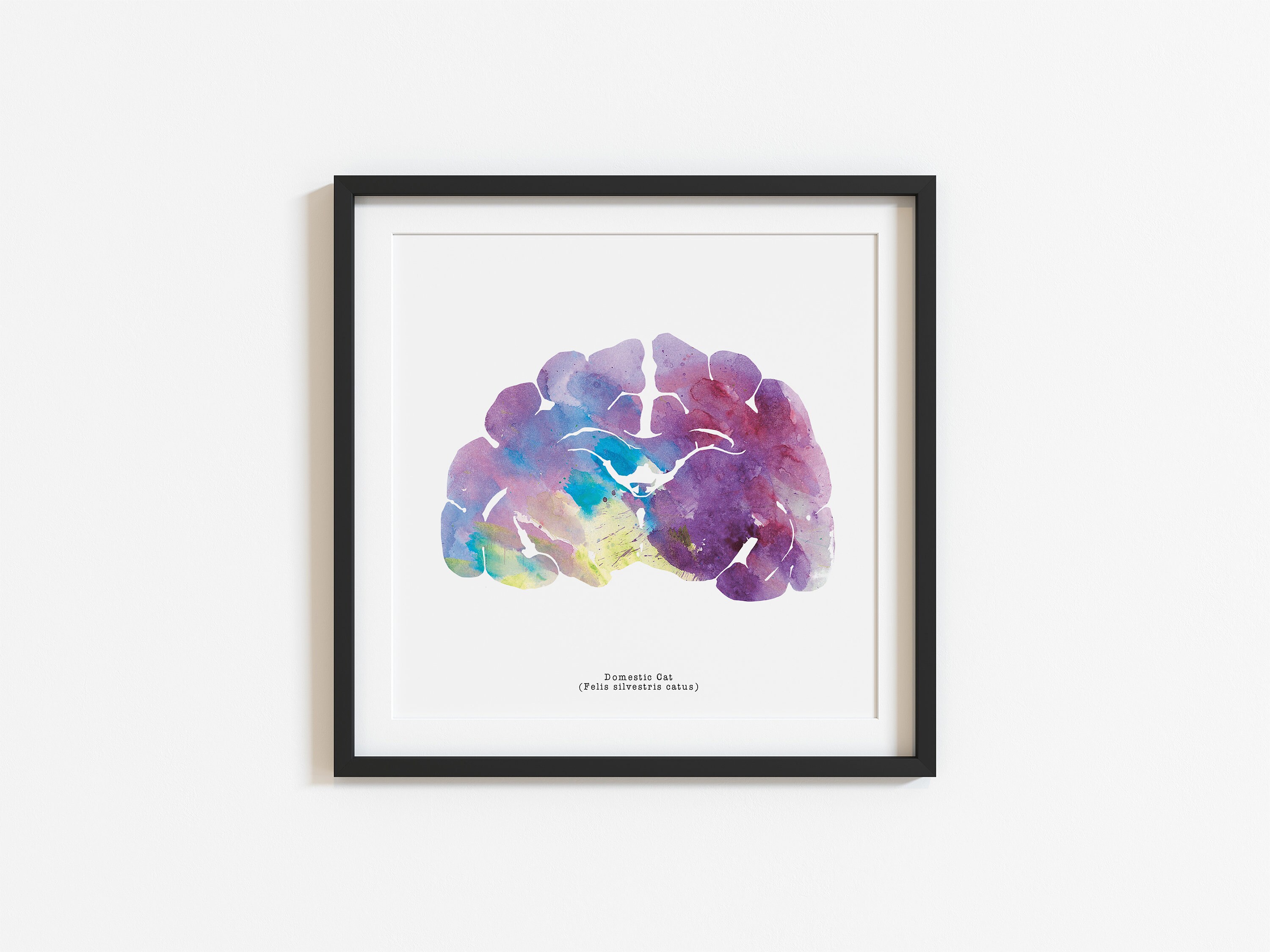 Domestic Cat Brain Art Colorful 8.5 X 8.5 | Etsy