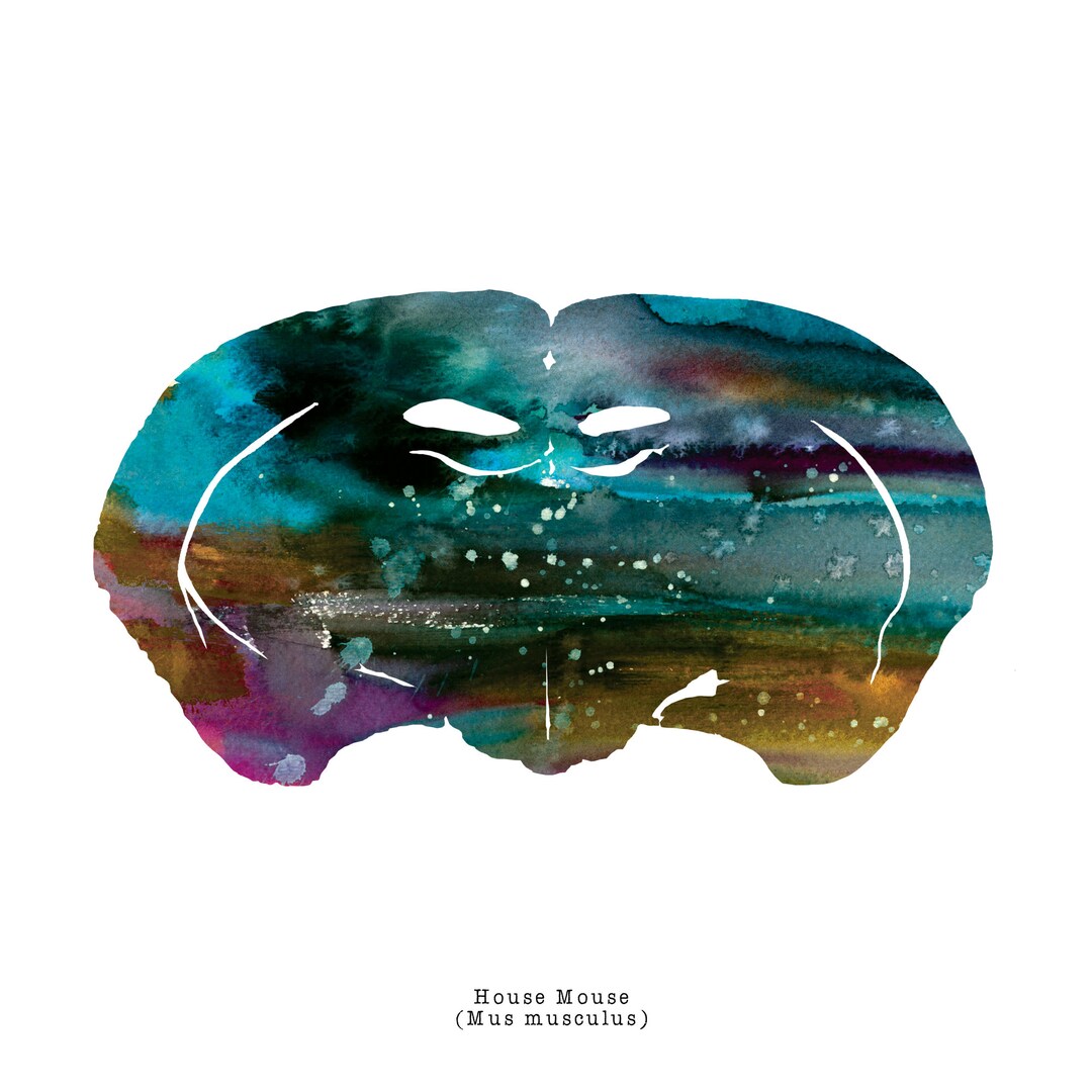 House Mouse Brain Art - Colorful 8.5" X 8.5" Watercolor Print ...