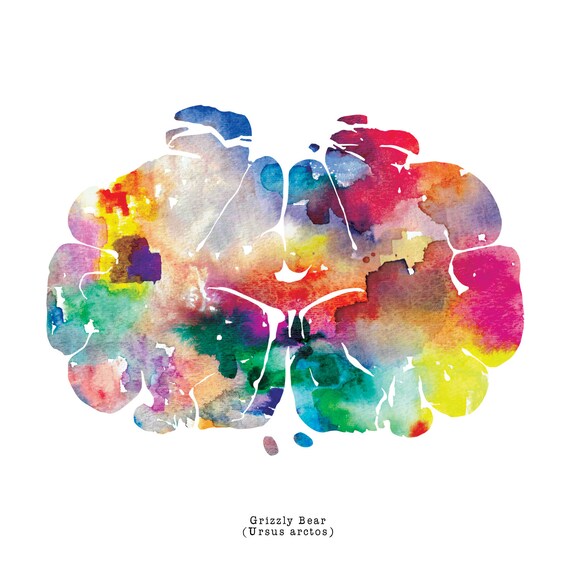 Grizzly Bear Brain Art 12 X 12 Watercolor Print - Etsy