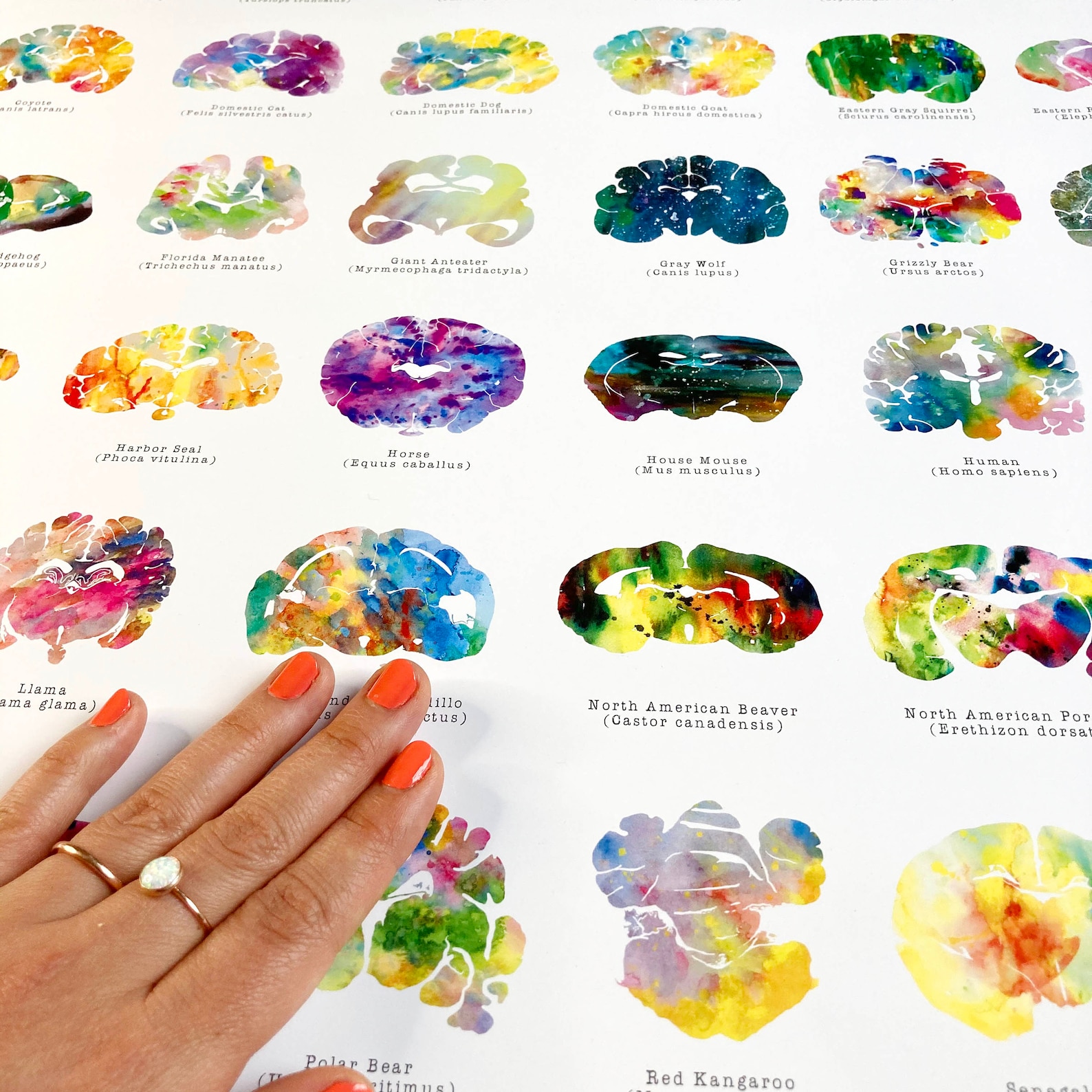 Brain Art Poster 18 X 24 Oversized Wall Art - Etsy