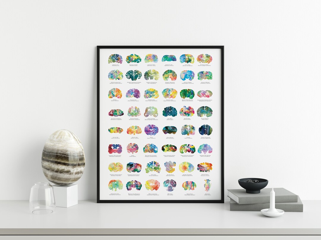 Brain Anatomy Poster - 18" X 24" Veterinary Poster - Veterinarian Tech ...