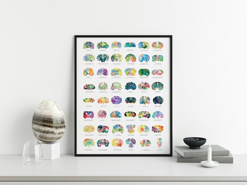 Brain Anatomy Poster 18 X 24 Animal Brain Art | Etsy