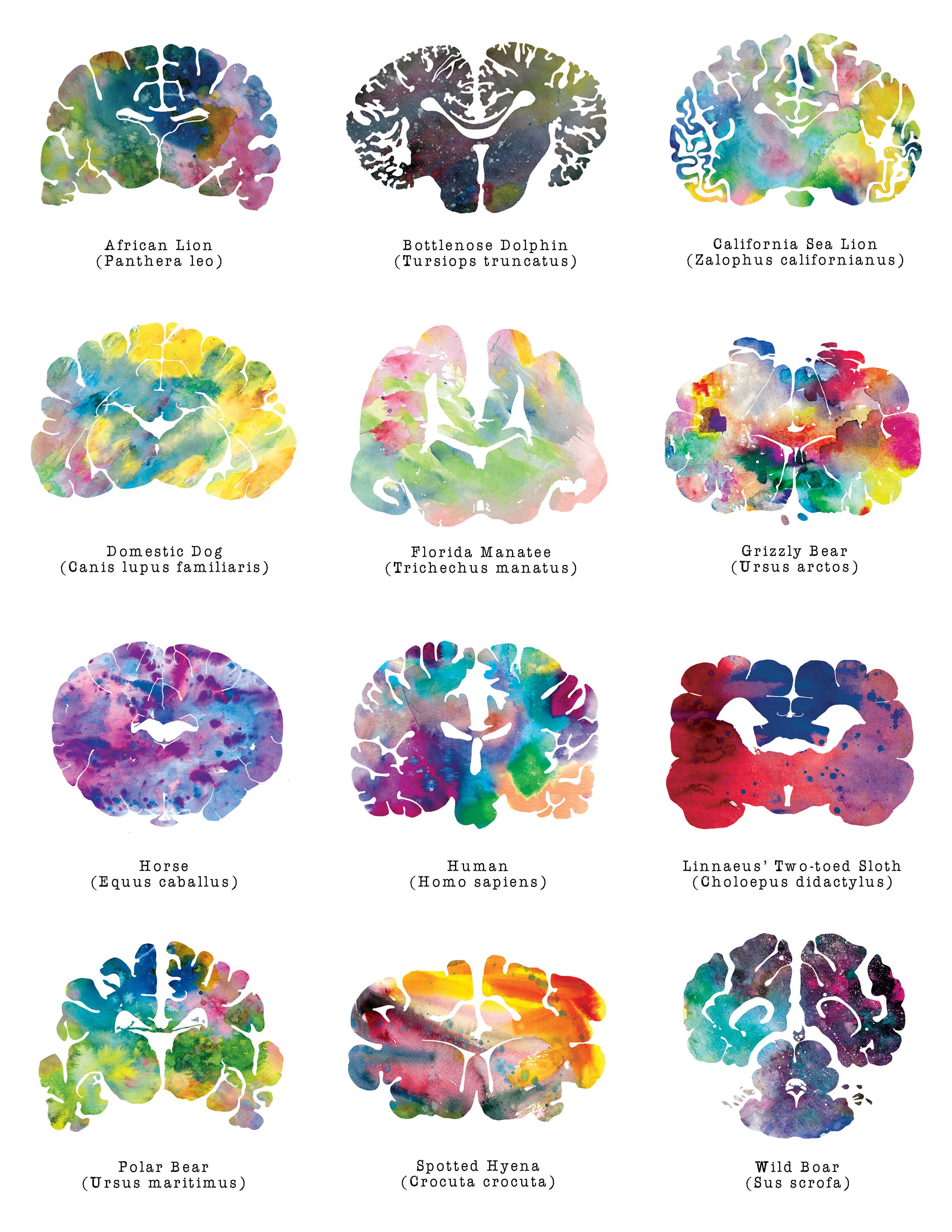 Animal Brain Art 8.5 X 11 Artwork Colorful - Etsy