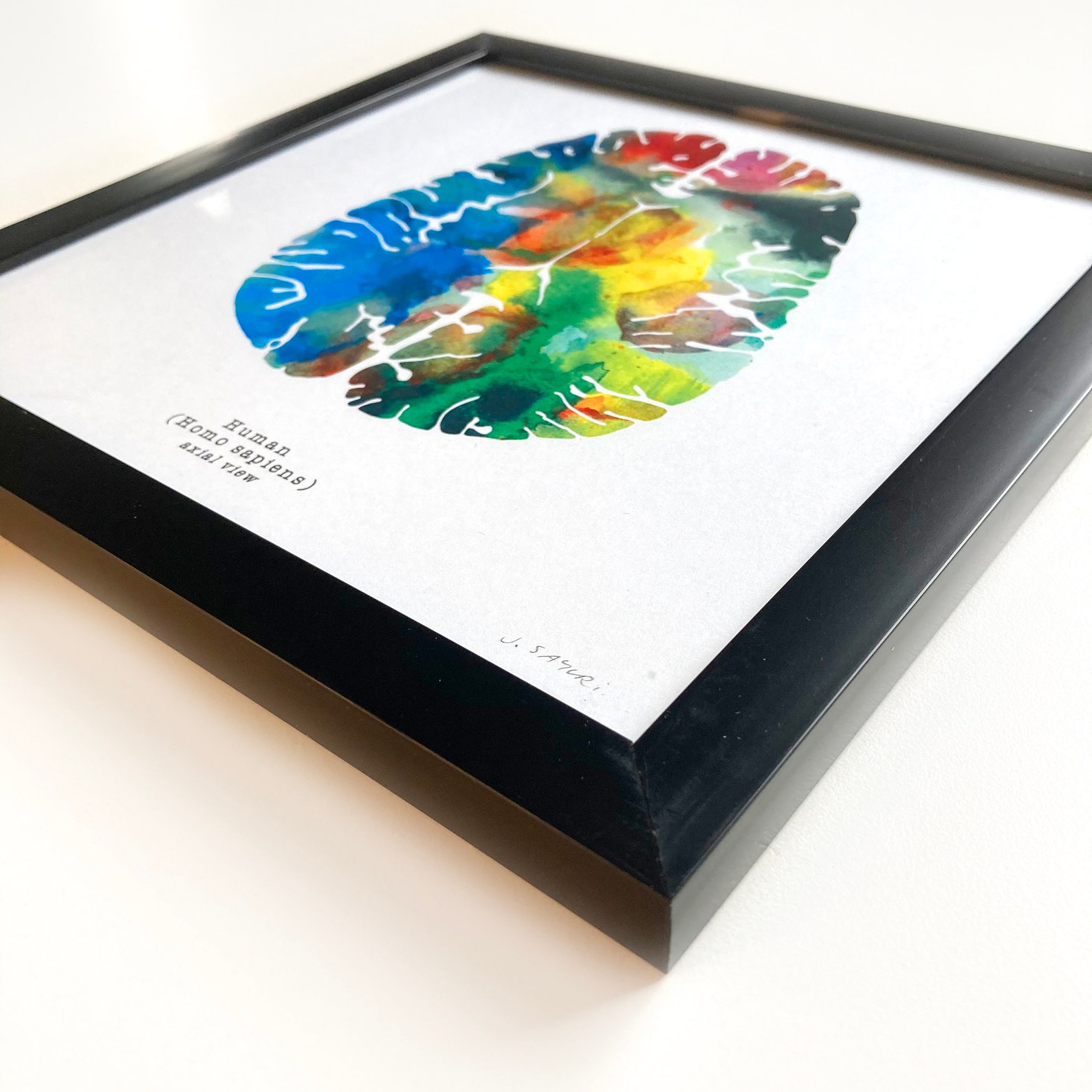 Axial Human Brain Art - Colorful 8.5" X 8.5" Watercolor Prints ...