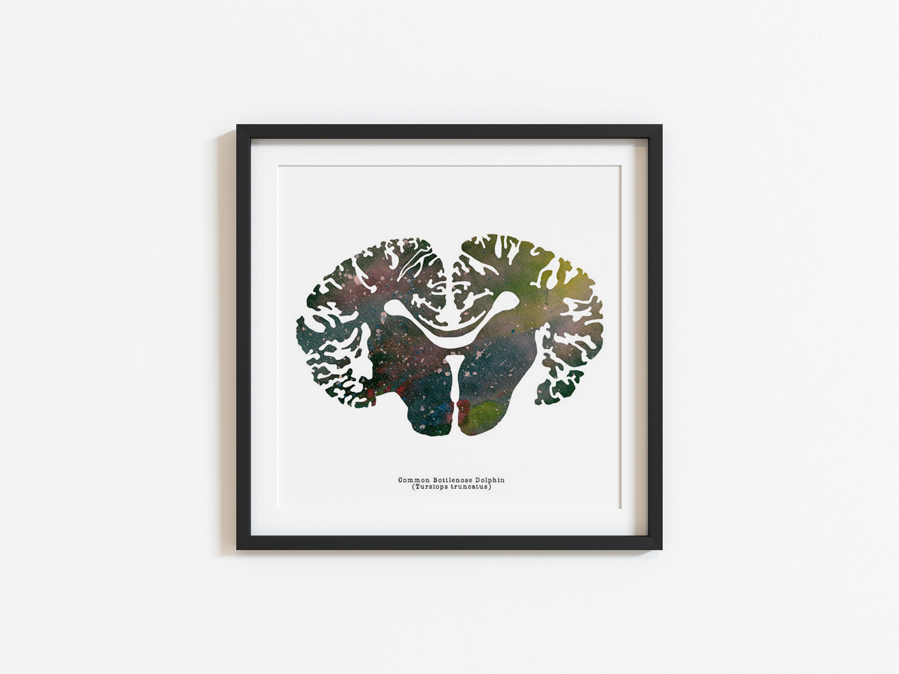 Bottlenose Dolphin Brain Art Print 12 X 12 | Etsy