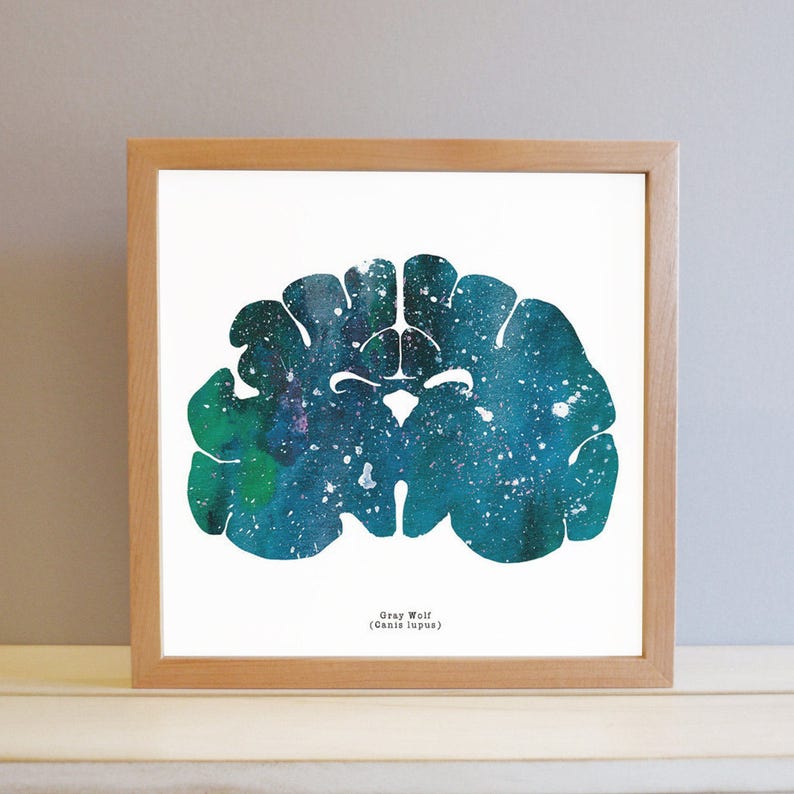 Gray Wolf Brain Art 12 X 12 Watercolor Print - Etsy