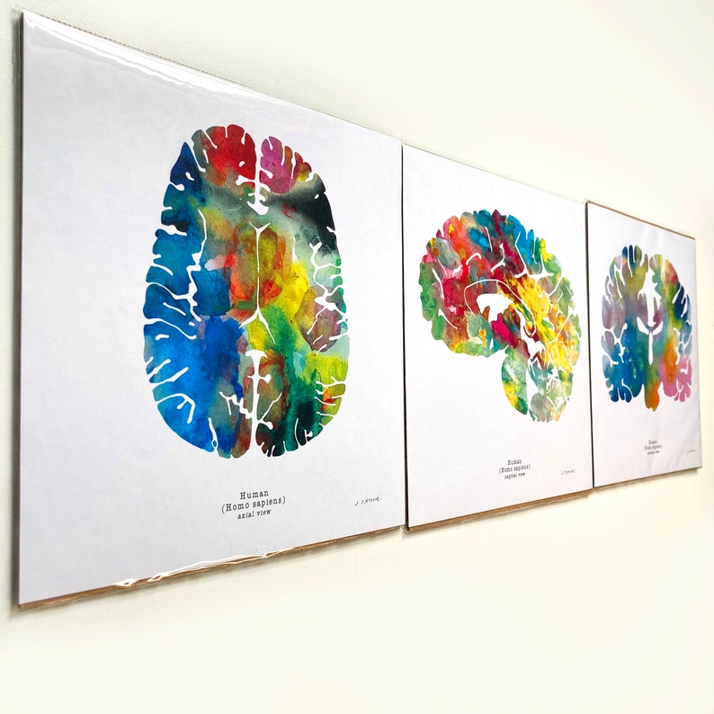 Human Brain Art Print Set 8.5 X 8.5 Neurology | Etsy