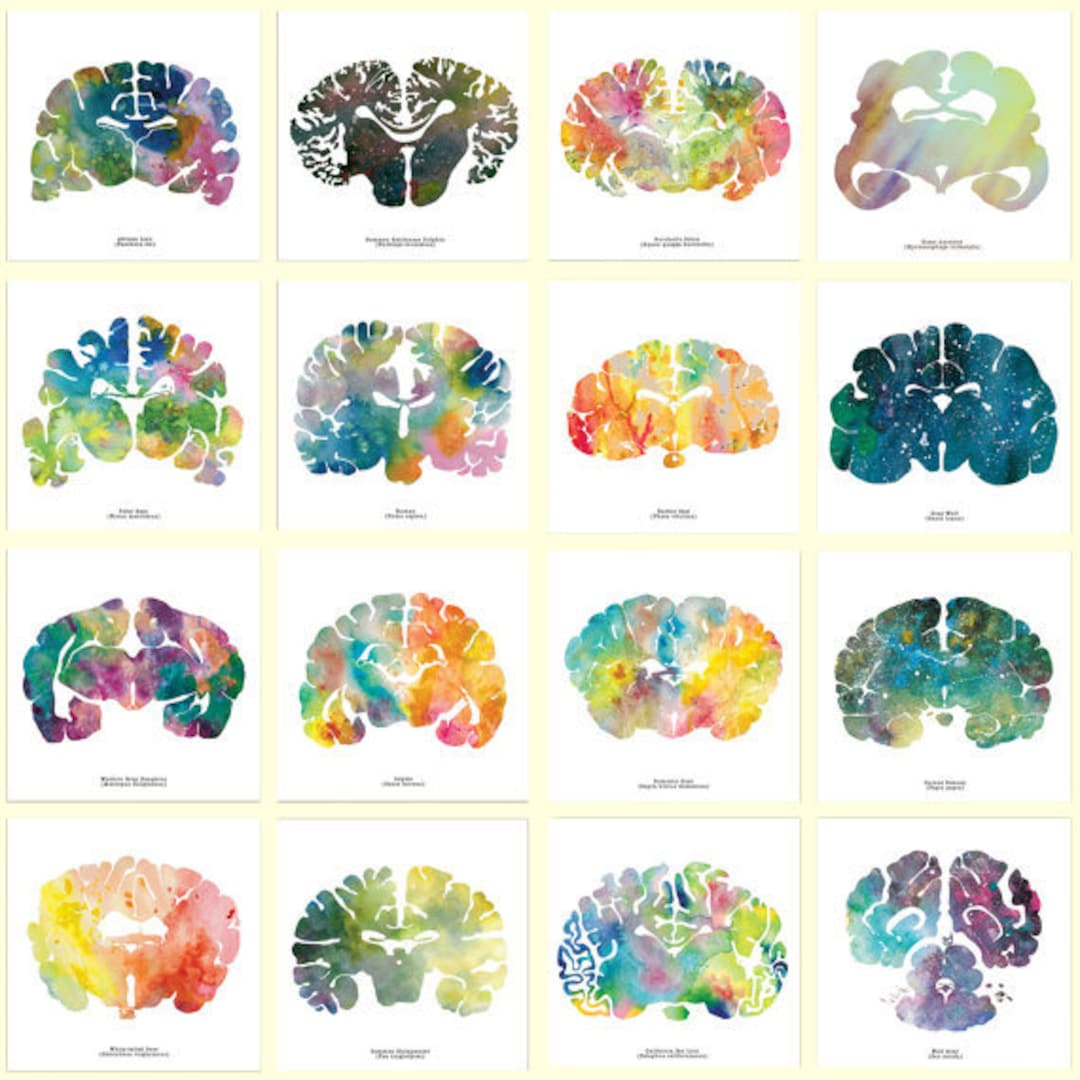 Set of 16 Animal Brain Art Prints 8.5 X 8.5 Watercolor Print Neurology ...