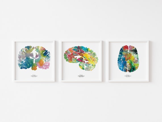 Human Brain Art Print Set Three 8.5 X 8.5 | Etsy