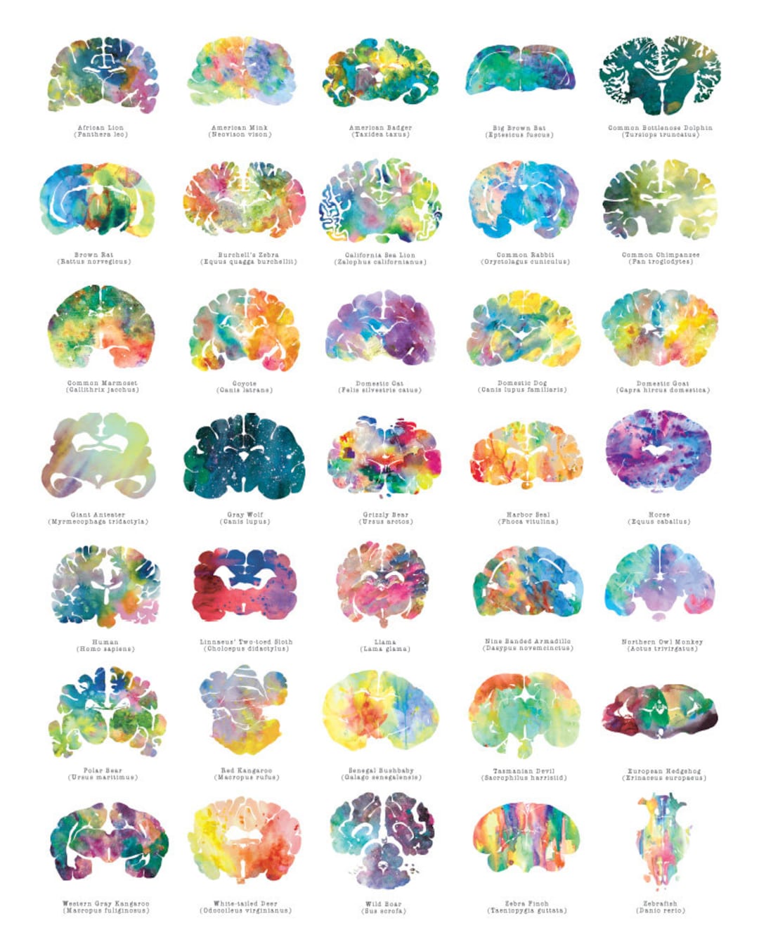 Printable Wall Art - Veterinary Neurology - Digital Download - 16" X 20 ...