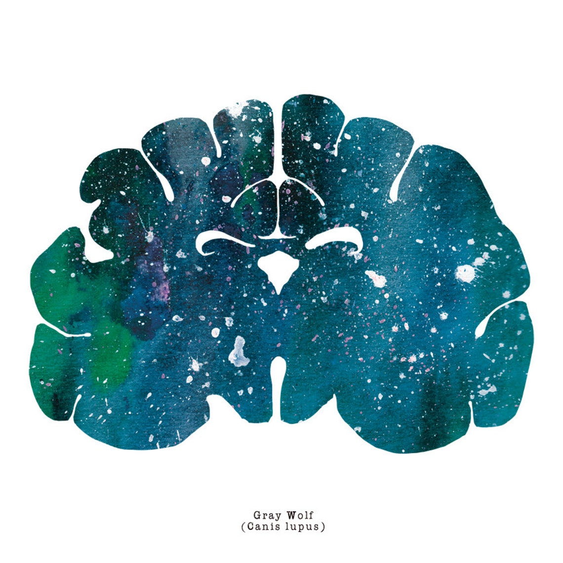 Gray Wolf Brain Art 12 X 12 Watercolor Print | Etsy