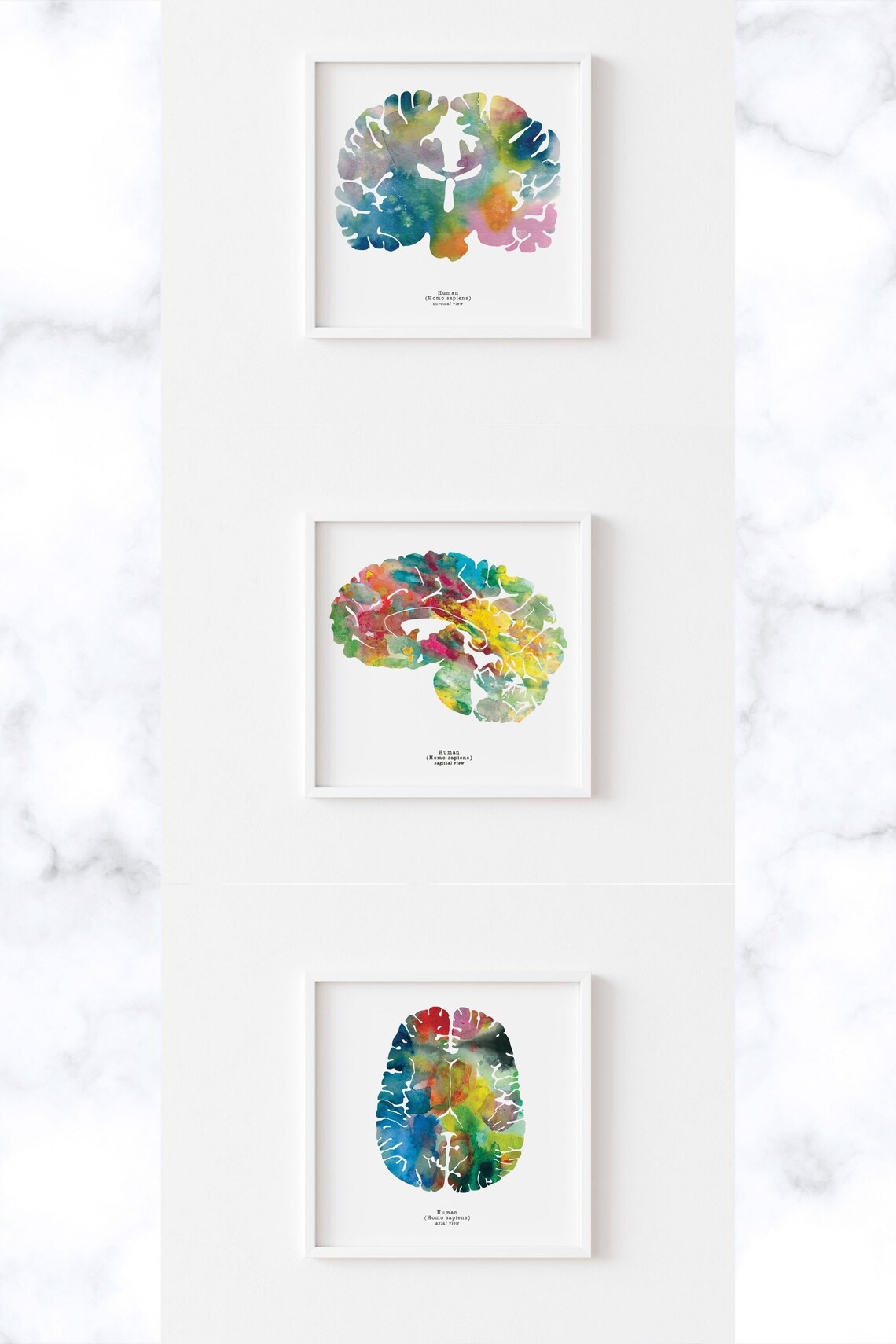 Human Brain Art Print Set Three 8.5 X 8.5 | Etsy