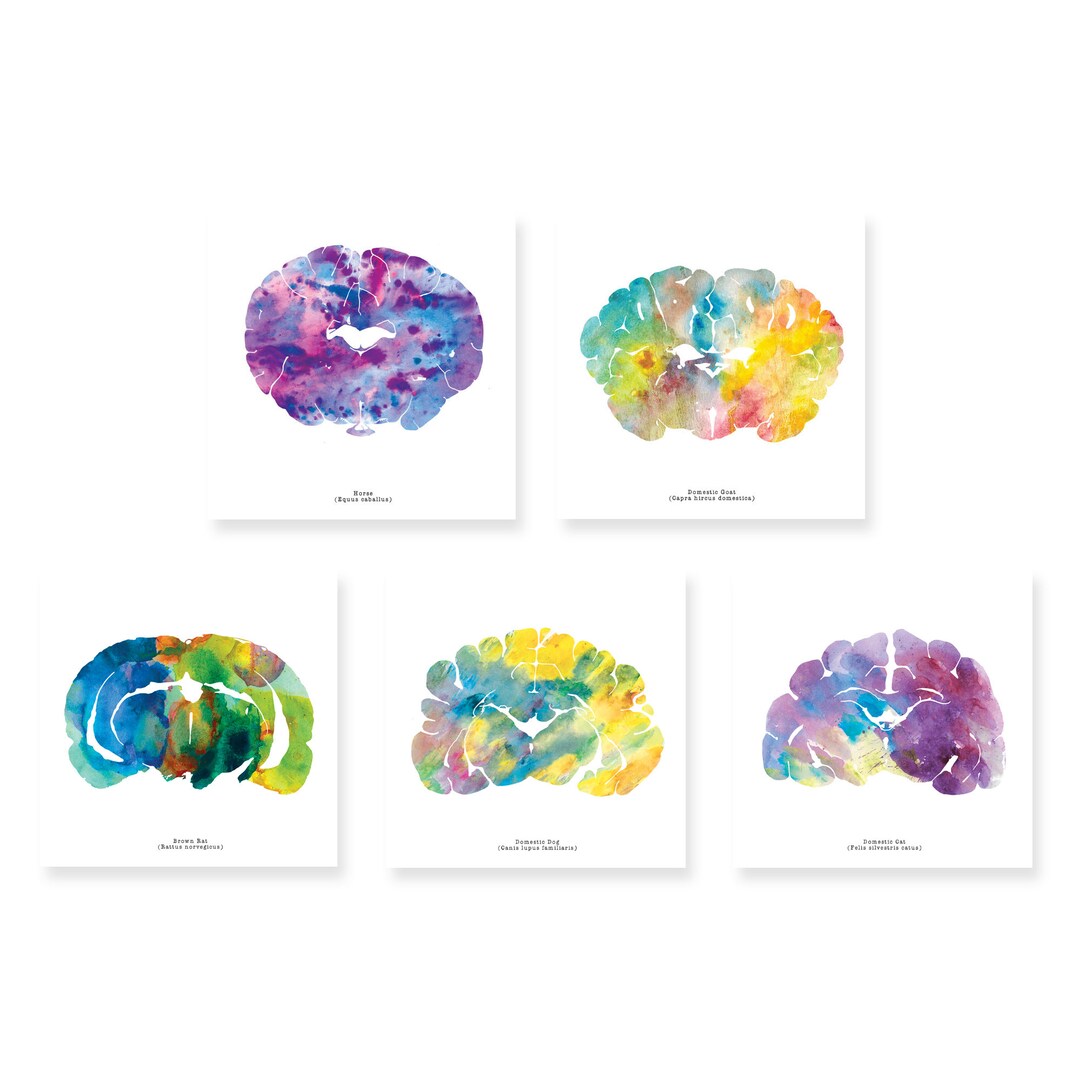 Set of 5 Animal Brain Art Prints - 12" X 12" Farm Animals - Horse, Goat ...