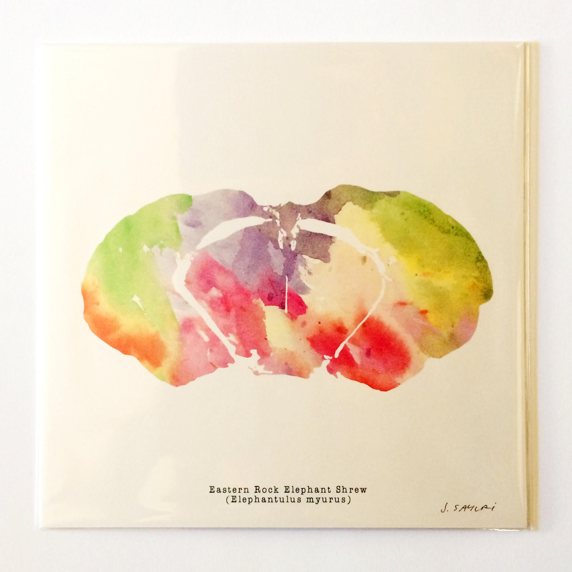 Eastern Rock Elephant Shrew Brain Art Colorful 8.5 X | Etsy