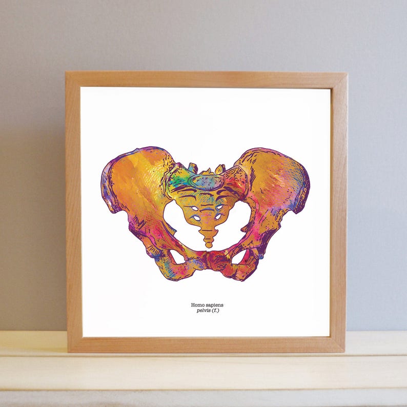 Human Pelvis Art 8.5 x 8.5 Female Hip Print | Etsy