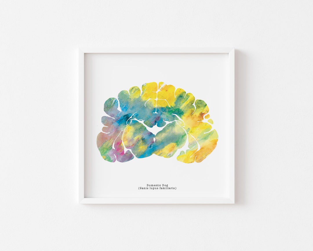 Domestic Dog Brain Art - Colorful 8.5" X 8.5" Watercolor Prints ...