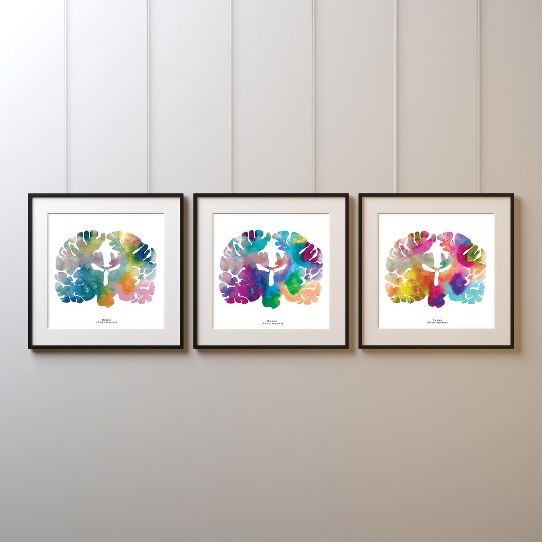 Human Brain Art Print Set - Three 12" X 12" Watercolor Prints - Human ...