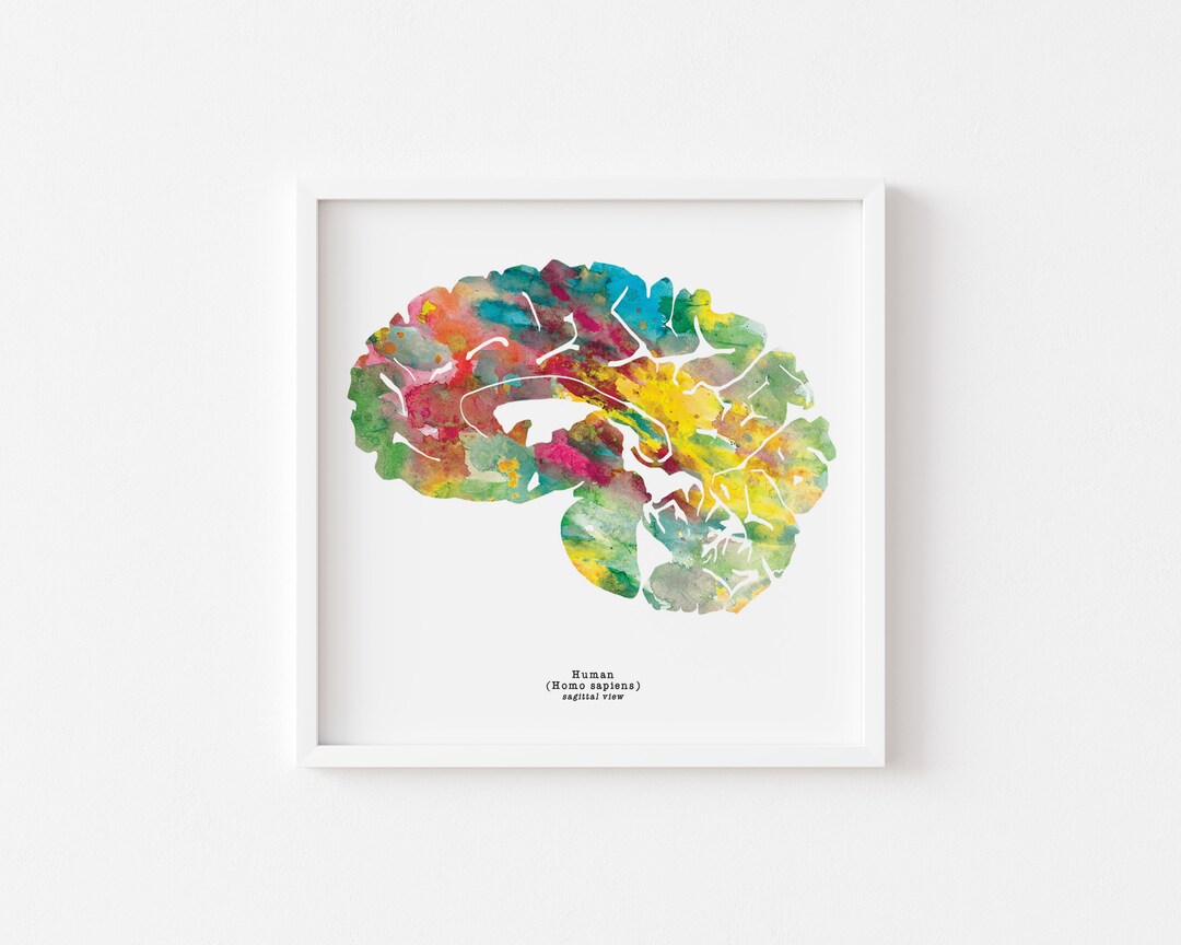 Human Brain Print - Sagittal - 8.5" X 8.5" Watercolor Brain Art ...