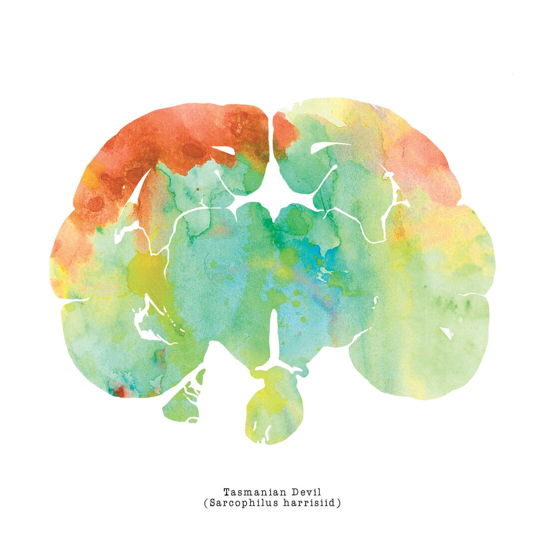 Tasmanian Devil Brain Art Colorful 12 X 12 Watercolor Prints Thoughtful ...