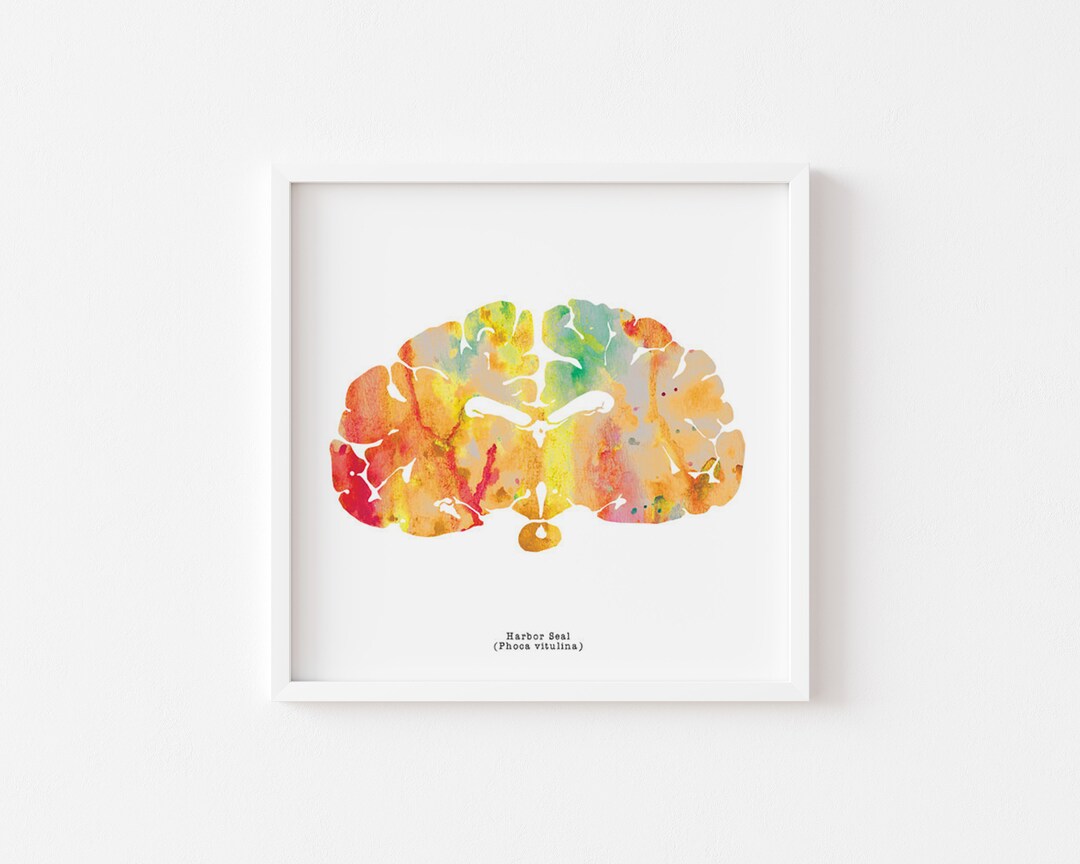 Harbor Seal Brain Art 12 X 12 Watercolor Prints Colorful Veterinary ...