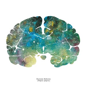 Guinea Baboon Brain Art 12 X 12 Watercolor Print Colorful Neurology ...