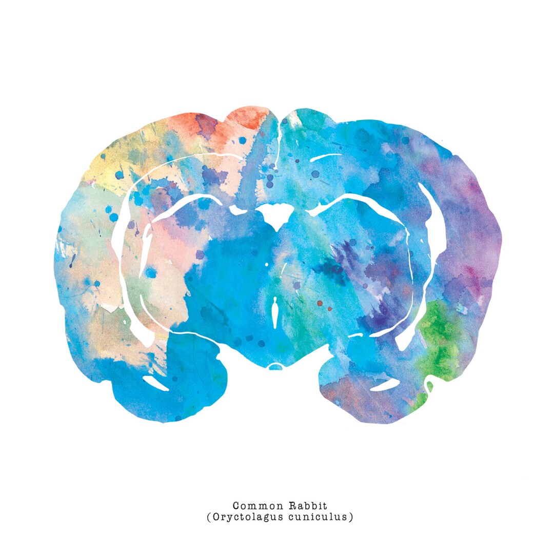 Common Rabbit Brain Art 12 X 12 Watercolor Print Colorful Neurology ...