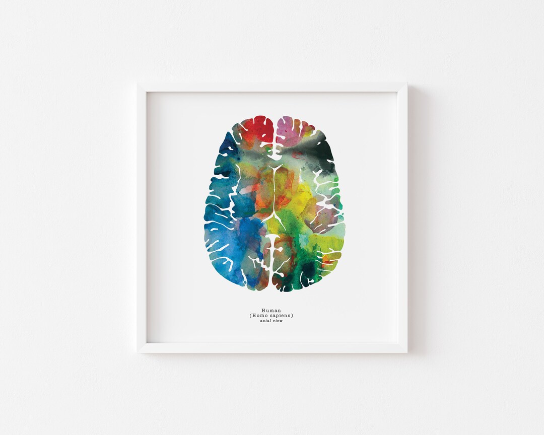 Axial Human Brain Print - 12" X 12" Brain Art - Colorful Neuroscience ...