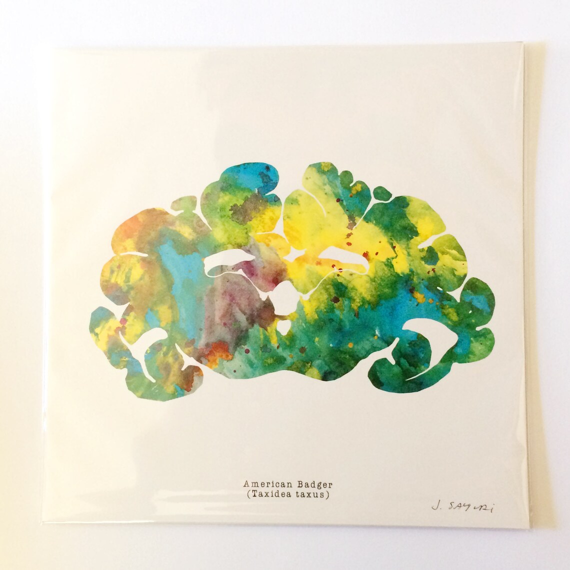 American Badger Brain Art Colorful 8.5 X 8.5 | Etsy