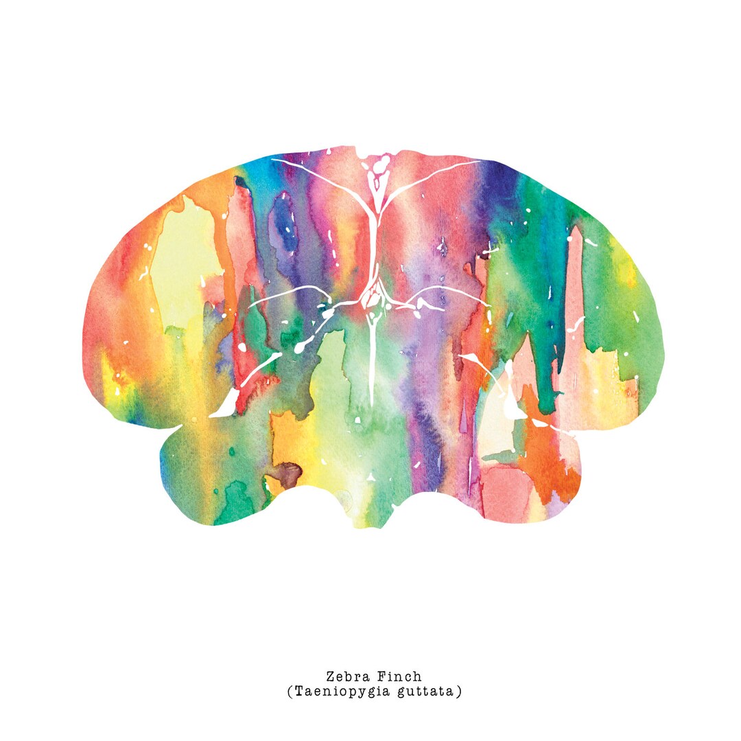 Zebra Finch Brain Art Colorful 8.5 X 8.5 Watercolor Prints Thoughtful ...