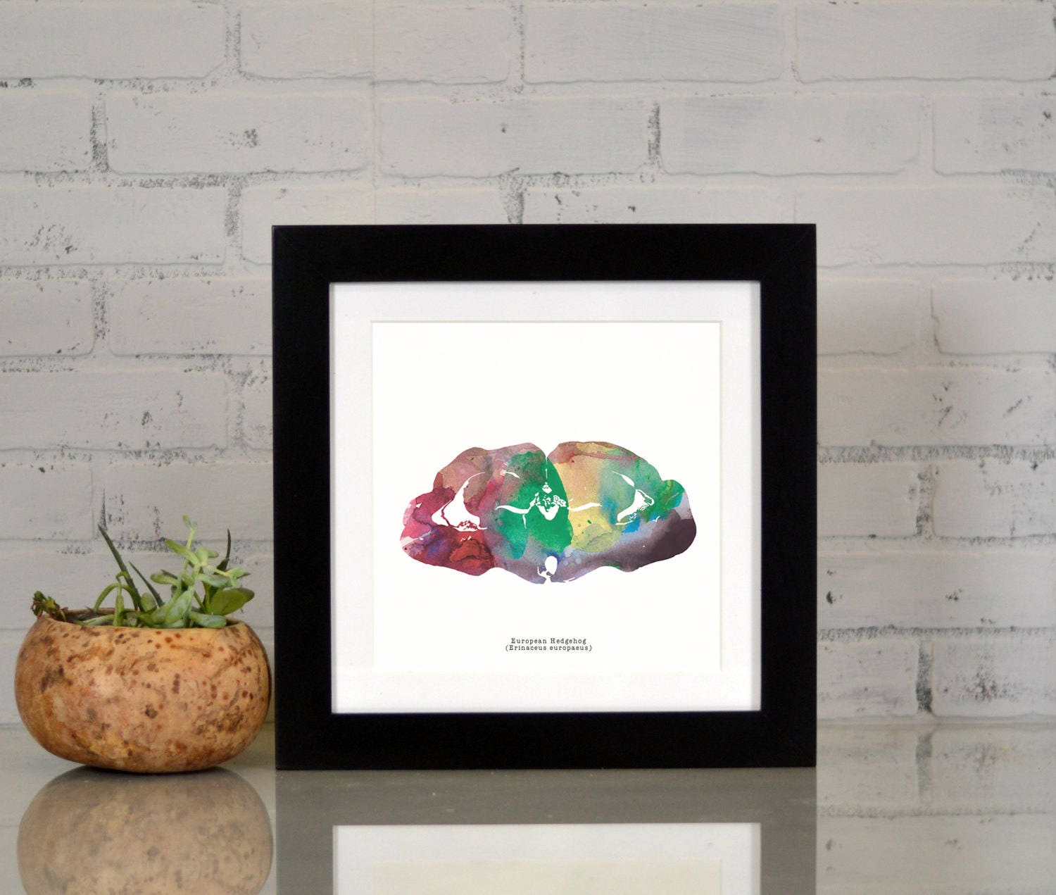 Western European Hedgehog Brain Art Colorful 12 X | Etsy