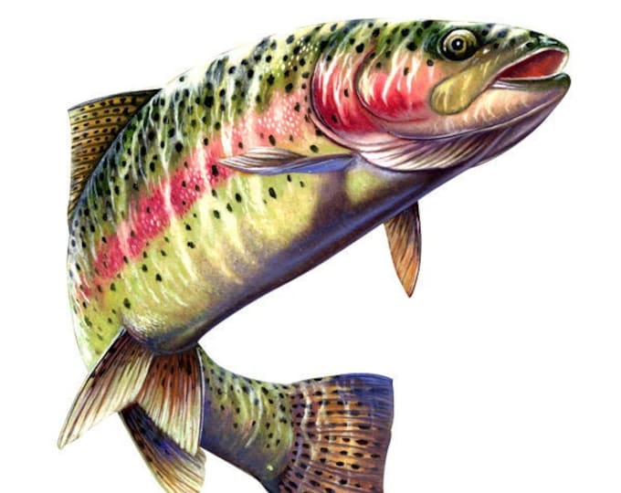 Rainbow Trout Pattern "pondtone" Swatch Vinyl Sticker - Etsy