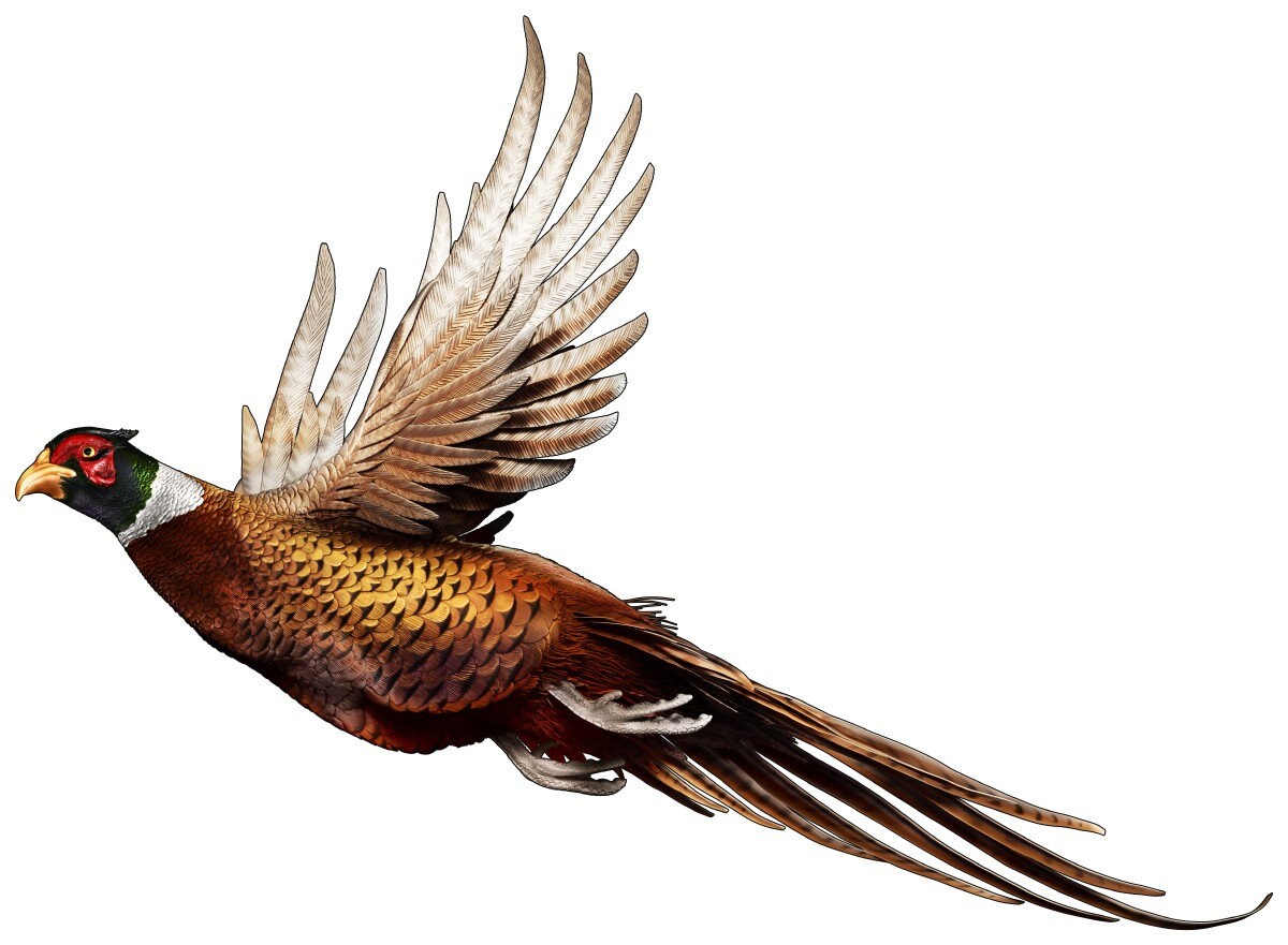 Pheasant Hunting Color Decal 8.5 Truck, Car, Camper, Window Decal 3m ...