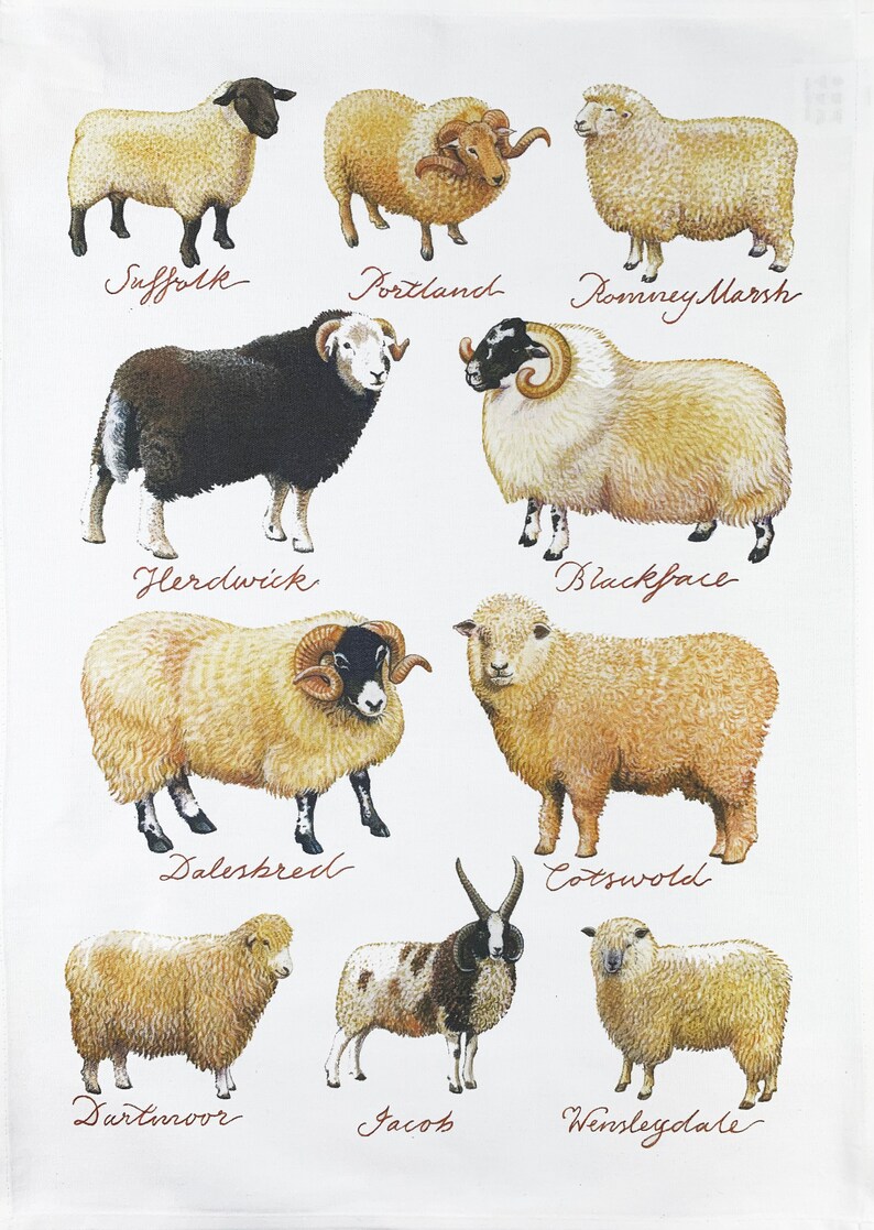 Collection of Hand Drawn Sheep Large Cotton Tea Towel - Etsy