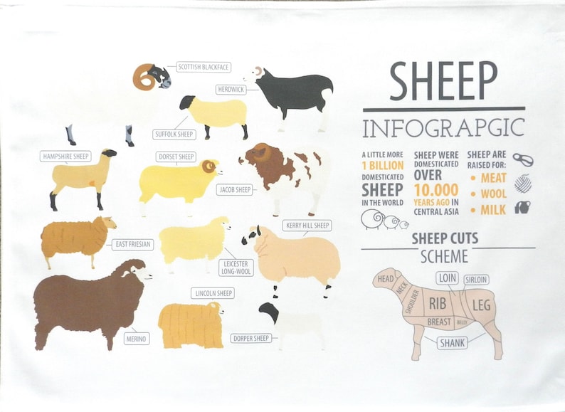 Sheep Infographic - Large Cotton Tea Towel - Etsy