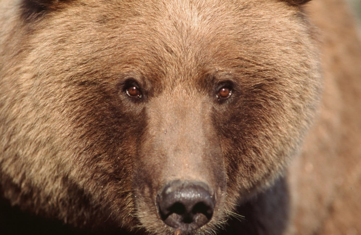 Downey Bear Grizzly Bear /nature Photography by Timothy Treadwell - Etsy