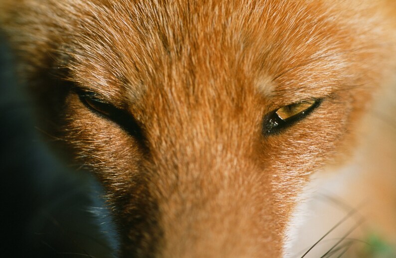 Timmy the Fox up Close and Personal Nature Photography by Timothy ...