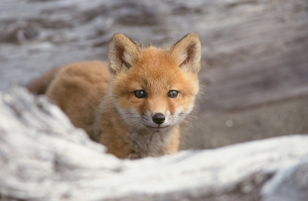 Banjo Fox at the Den Grizzly Bear Photography by Timothy Treadwell - Etsy