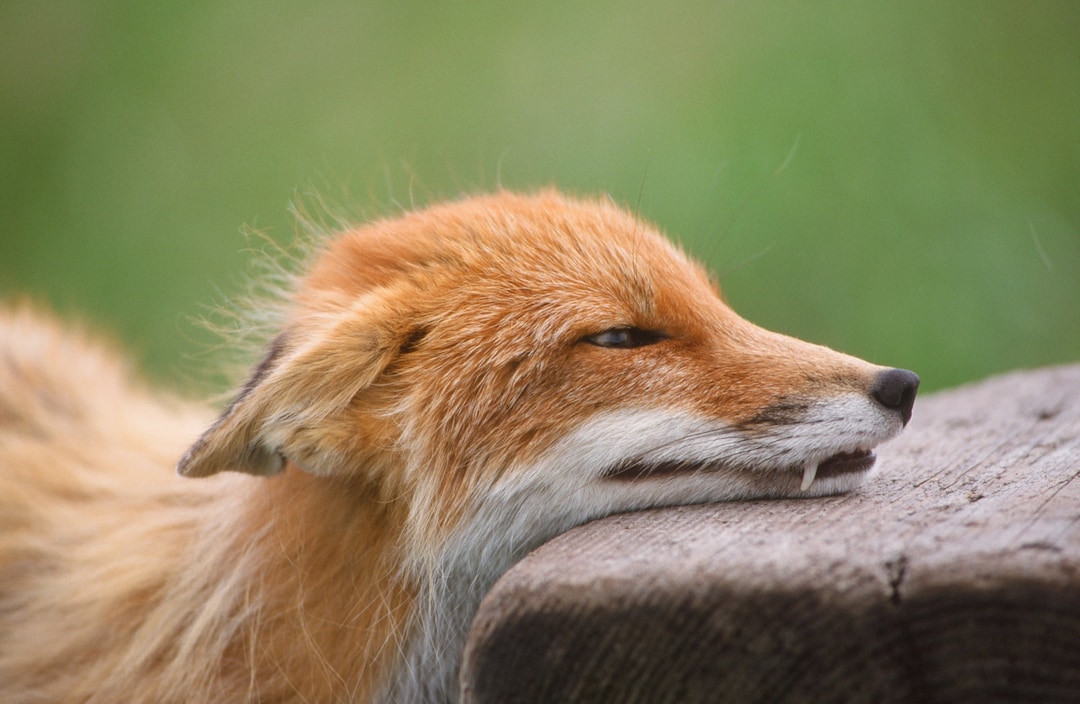 Fiddle the Fox Wildlife Photo by Timothy Treadwell - Etsy