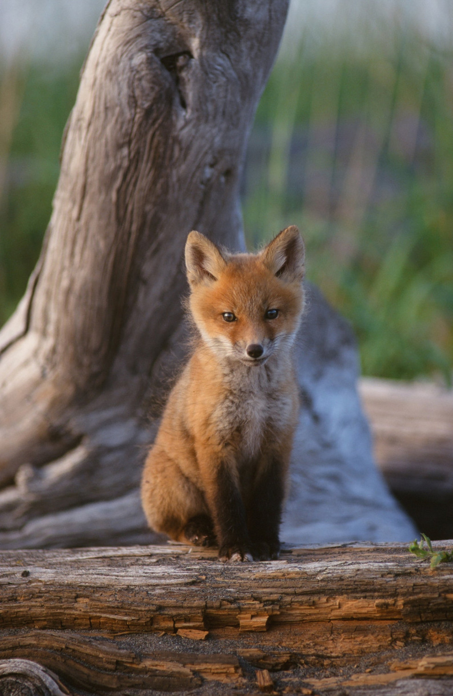 Banjo the Fox - Etsy