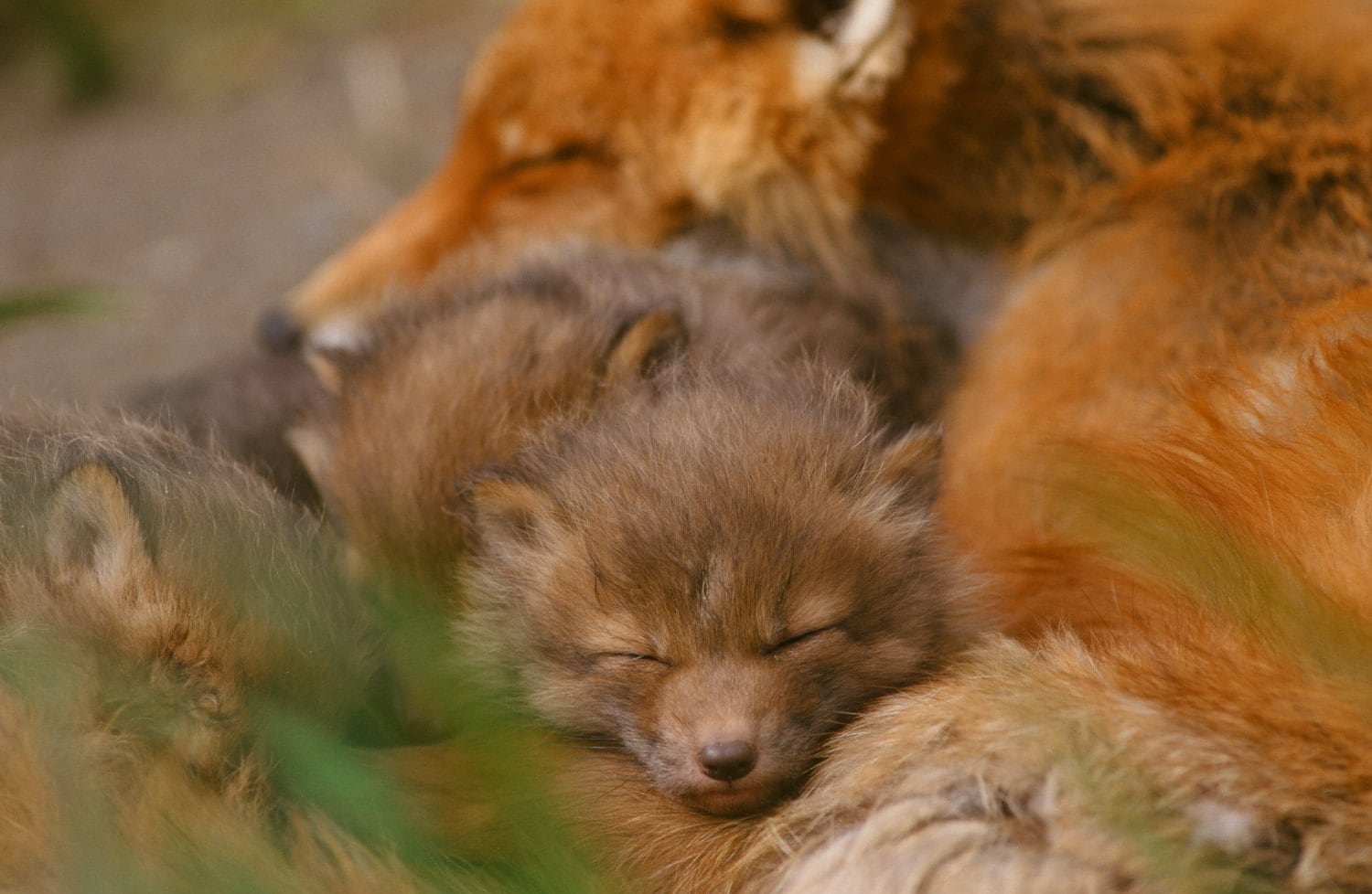 The Nap Wildlife/nature Photography by Timothy Treadwell - Etsy