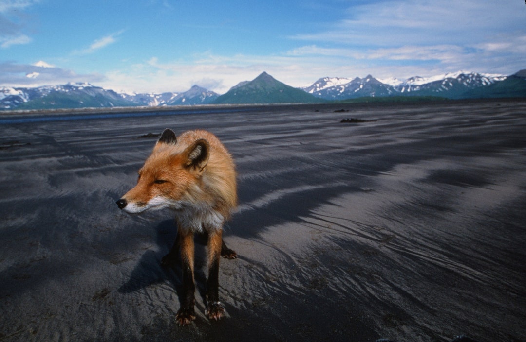 Fox on the Flats - Etsy