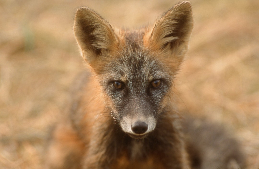 Ghost the Cross Fox Wildlife Photo by Timothy Treadwell - Etsy