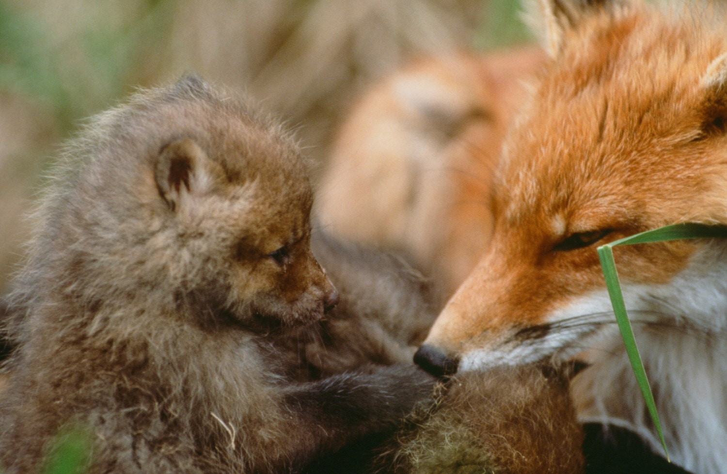 First Look Fox Nature Photography by Timothy Treadwell - Etsy