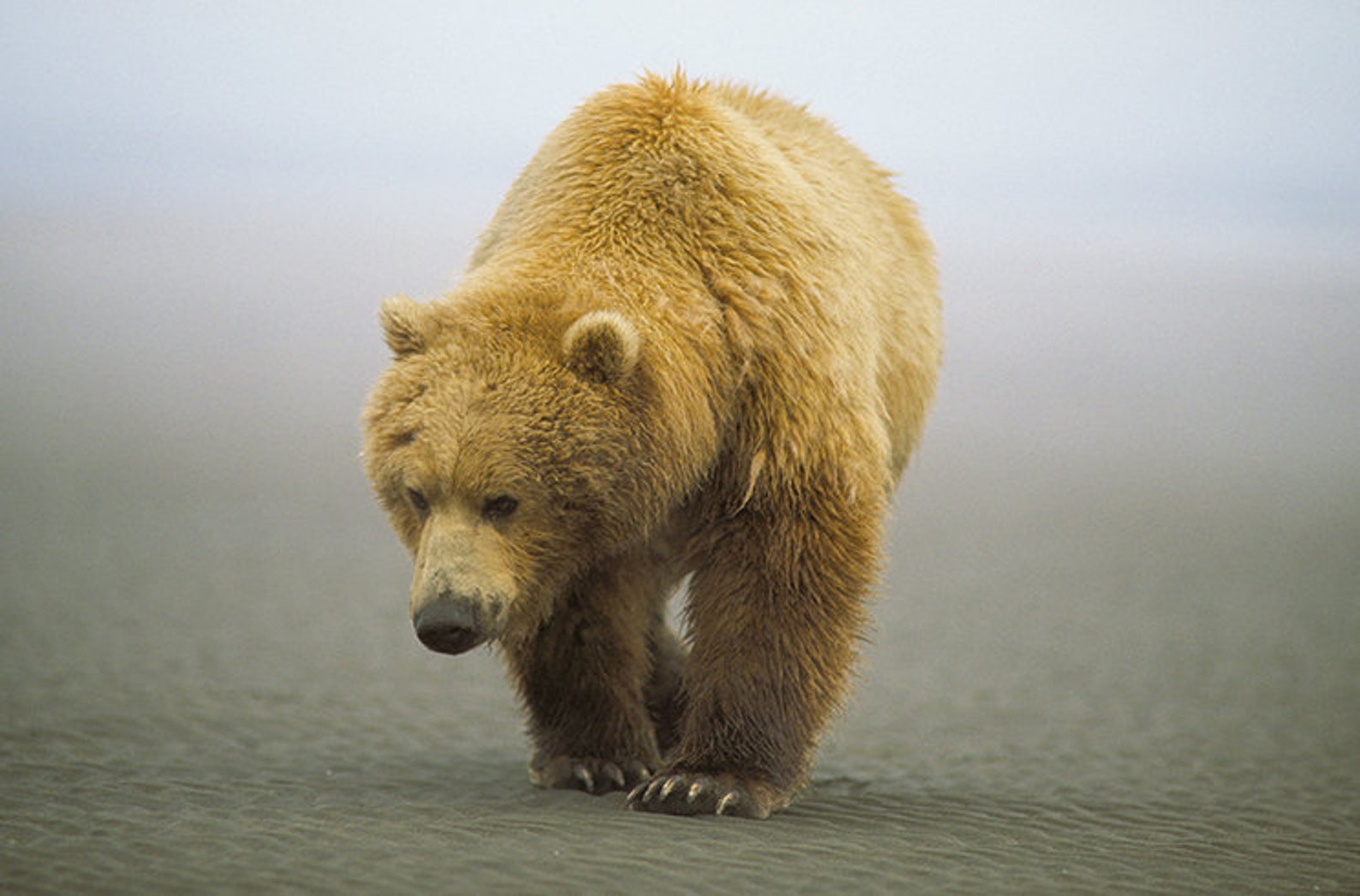 In the Mist Grizzly Bear Photography by Timothy Treadwell - Etsy