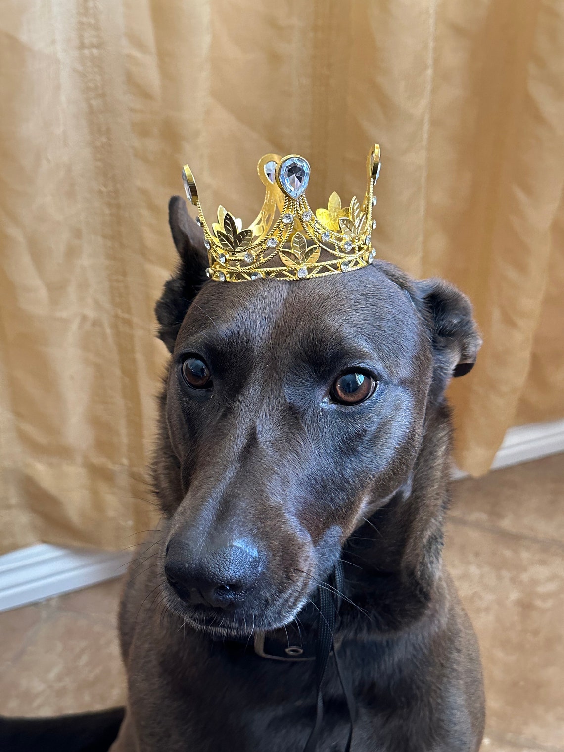 Gold Pet Birthday Crown: for Pets, Dogs Birthday, Cat's, Puppy - Etsy