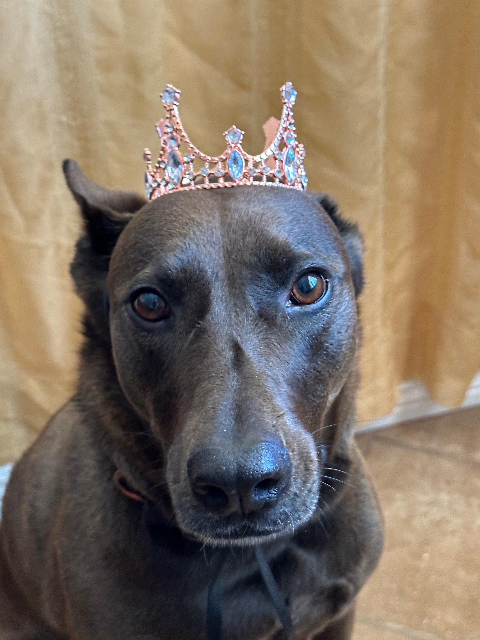 Rose Gold Pet Birthday Crown: for Pets, Dogs Birthday, Cat's, Puppy - Etsy