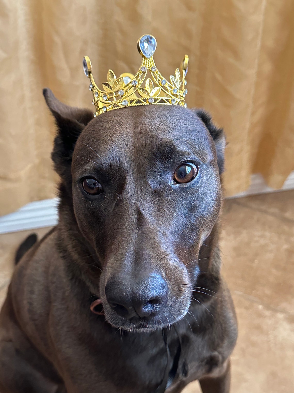 Gold Pet Birthday Crown: for Pets, Dogs Birthday, Cat's, Puppy - Etsy