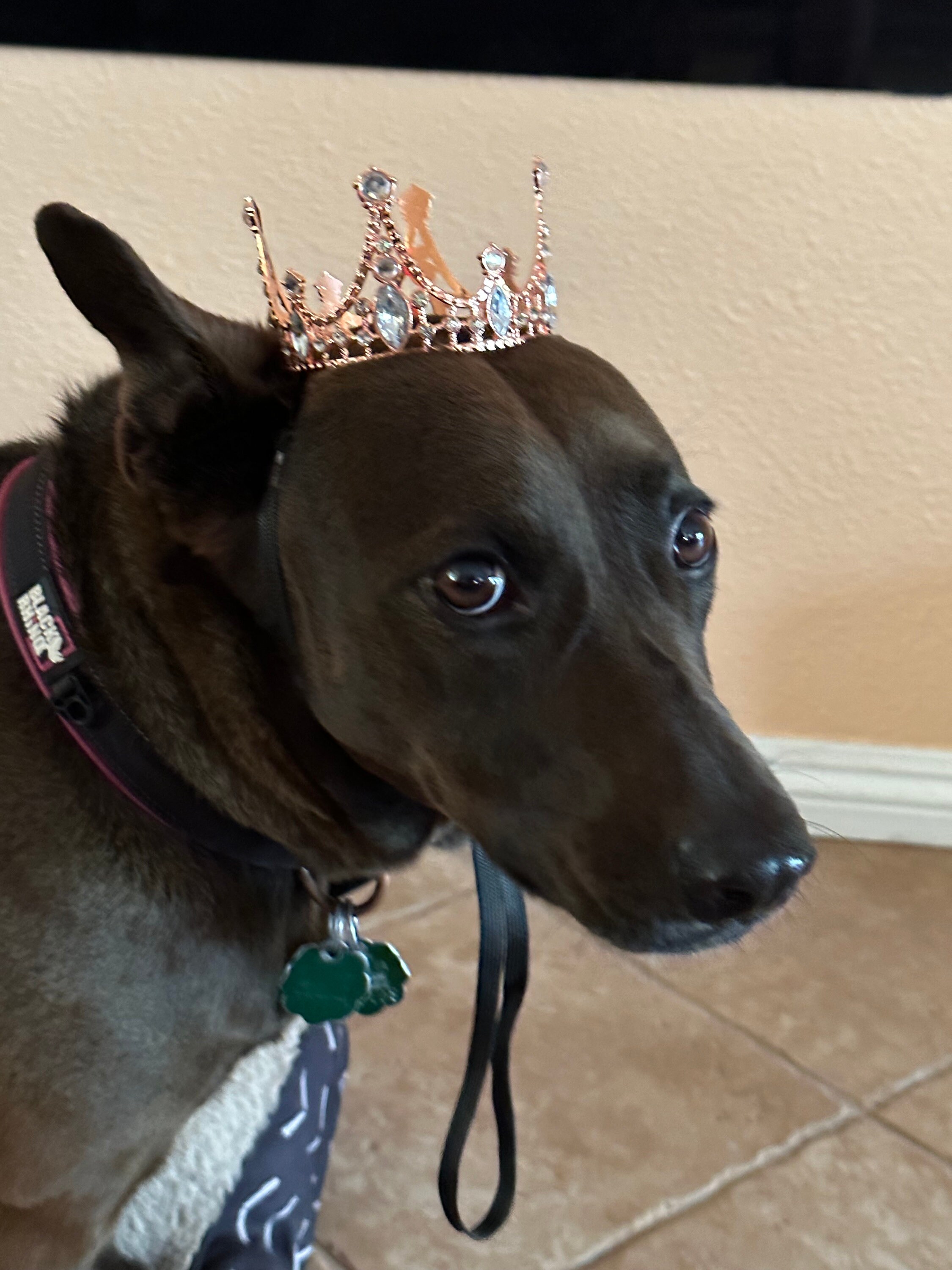 Rose Gold Pet Birthday Crown: for Pets, Dogs Birthday, Cat's, Puppy - Etsy