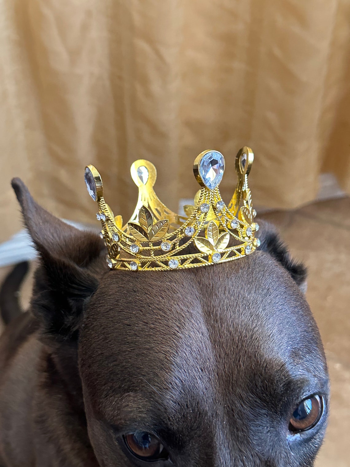 Gold Pet Birthday Crown: for Pets, Dogs Birthday, Cat's, Puppy - Etsy